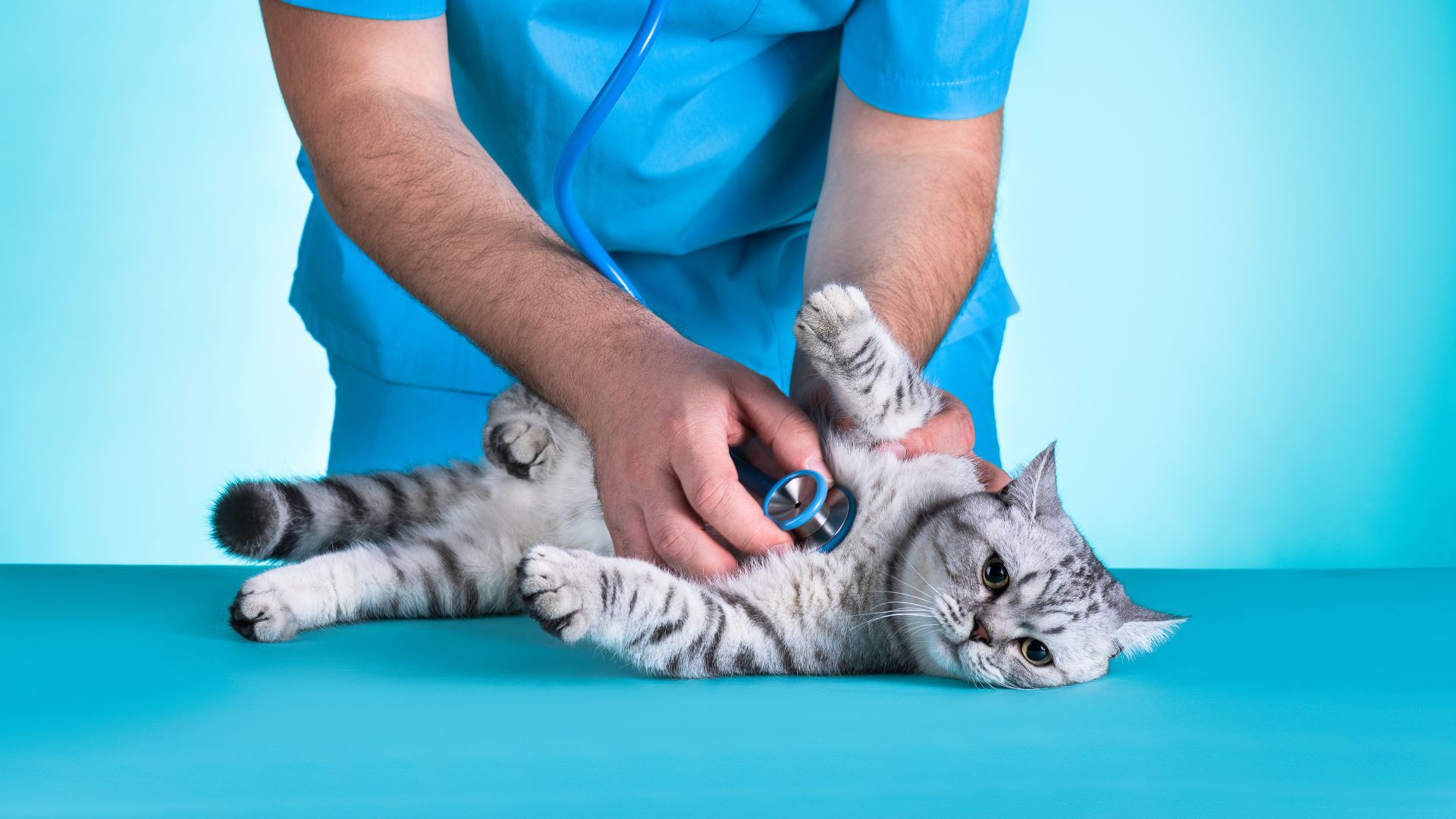 Pet General Health Exams In Rancho Cucamonga, CA | Baseline Animal Hospital