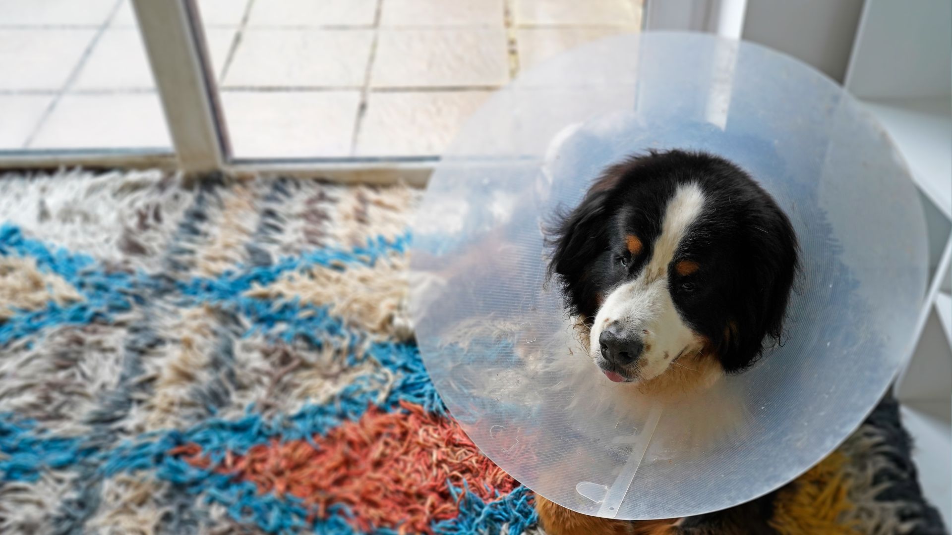 Pet Surgery In Rancho Cucamonga, CA | Baseline Animal Hospital