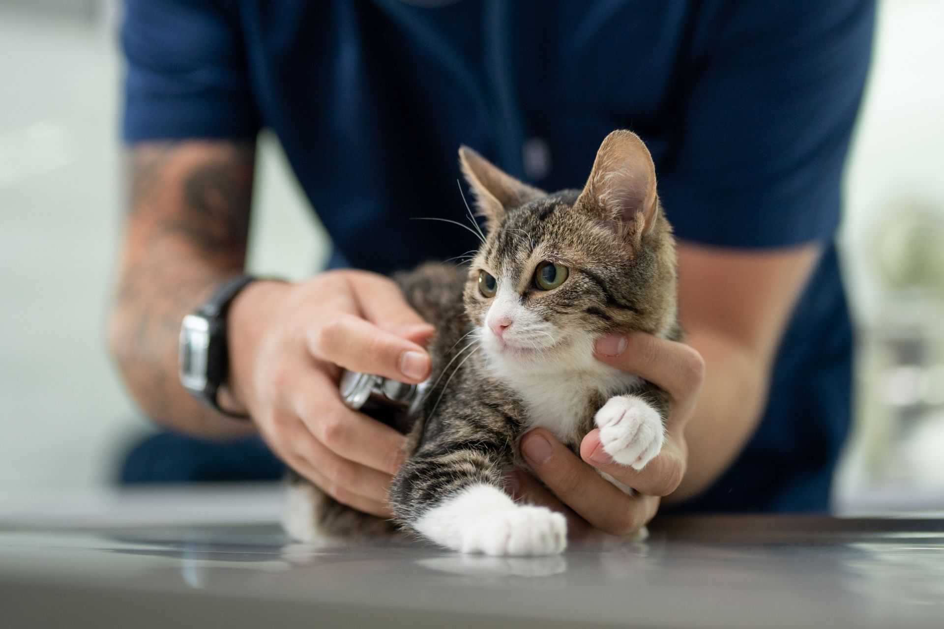 Pet Bloodwork & Diagnostic Testing In Rancho Cucamonga, CA | Baseline ...